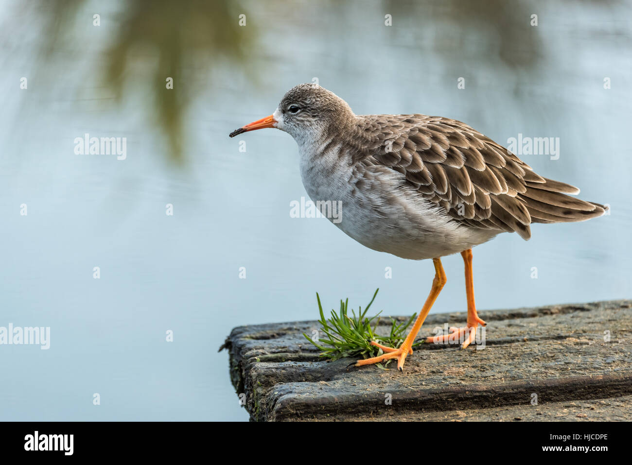 Common british wading bird hi-res stock photography and images - Alamy