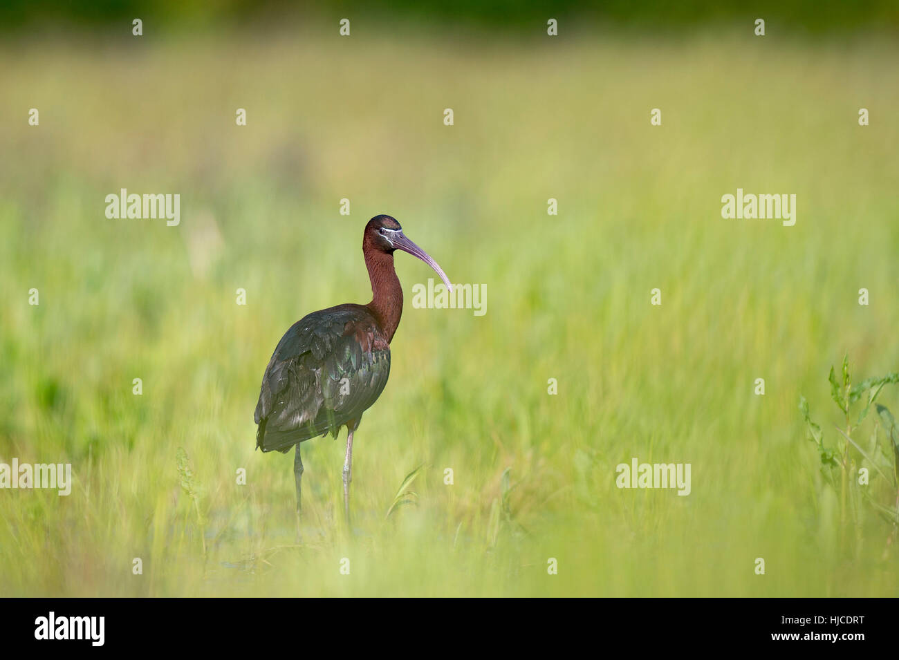 A Glossy Ibis stands in a field of tall green grass on a sunny day ...