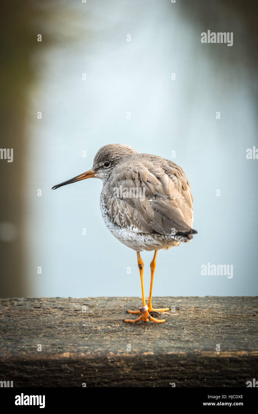 Redshank wildlife hi-res stock photography and images - Alamy