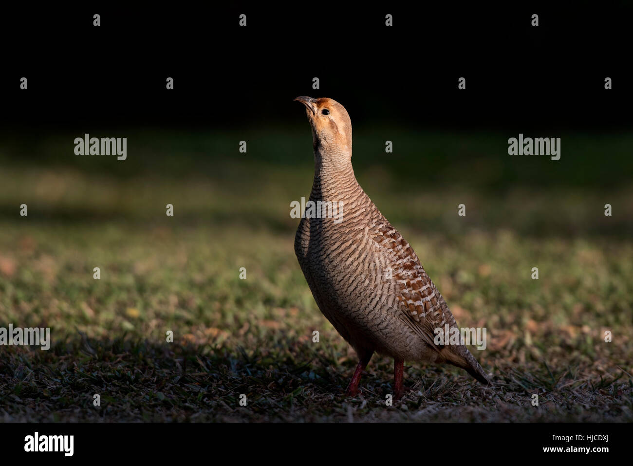 Gray francolin bird hi-res stock photography and images - Alamy