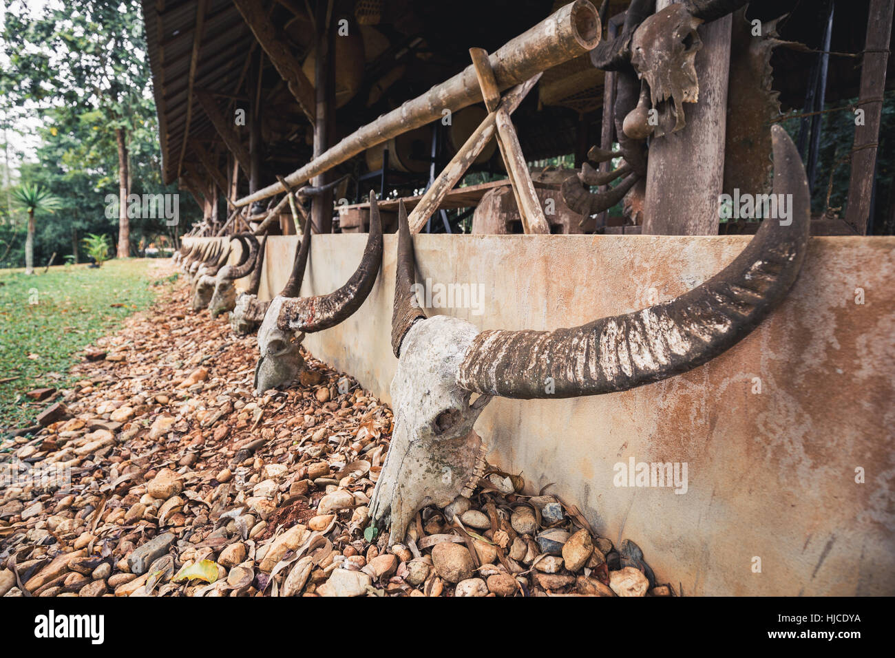 Dead buffalo hi-res stock photography and images - Alamy