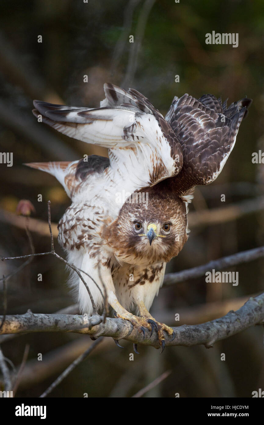 A Red-tailed Hawk stretches its wings out just before taking off from a ...