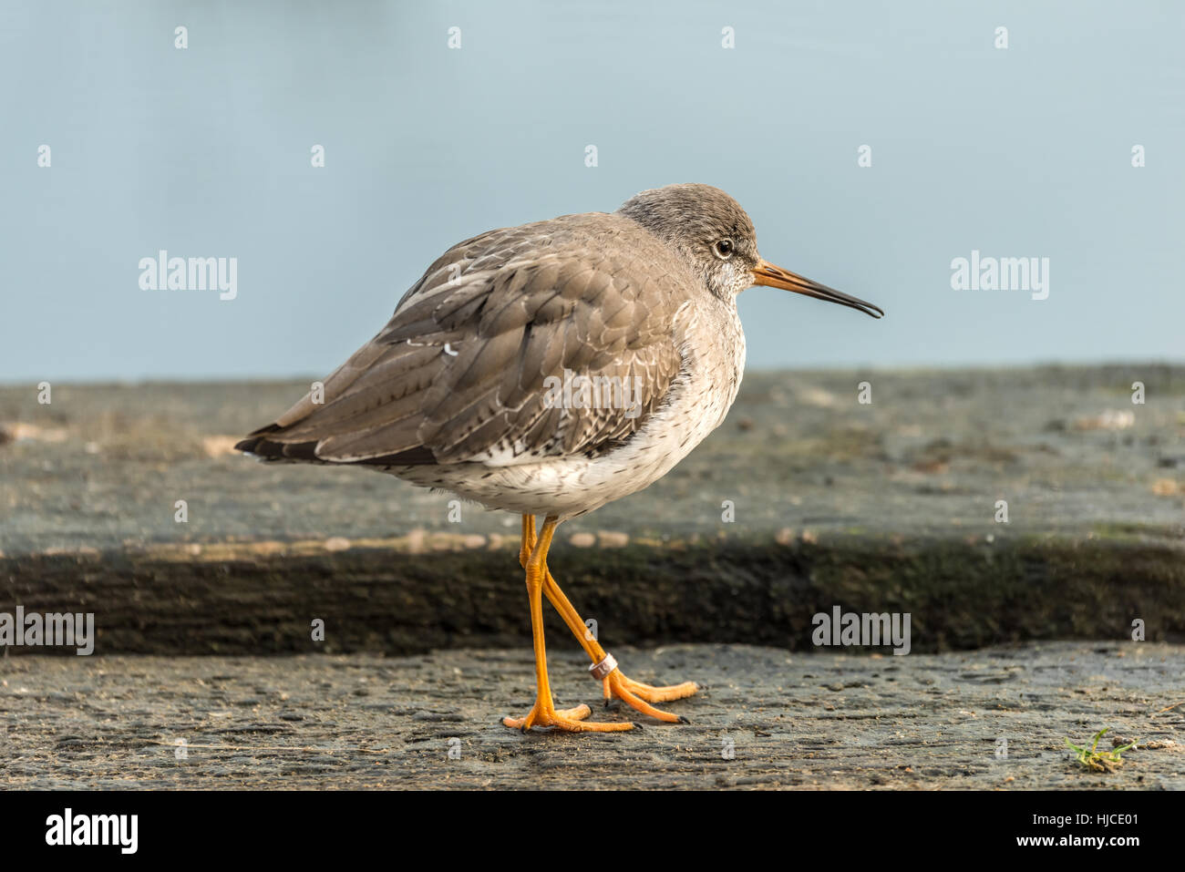 Redshank wetland bird hi-res stock photography and images - Alamy