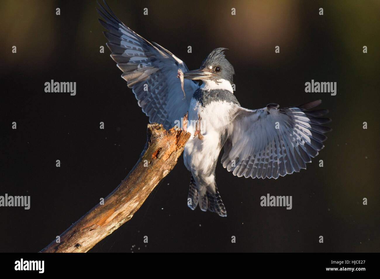 A male Belted Kingfisher just about to land on a log perch with its ...
