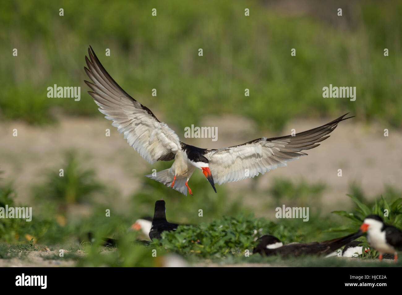 A Black Skimmer lands on a beach among other Skimmers and green ...