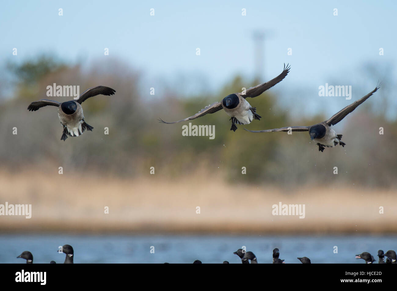 A trio of Brant landing in with a flock of others on an overcast day ...