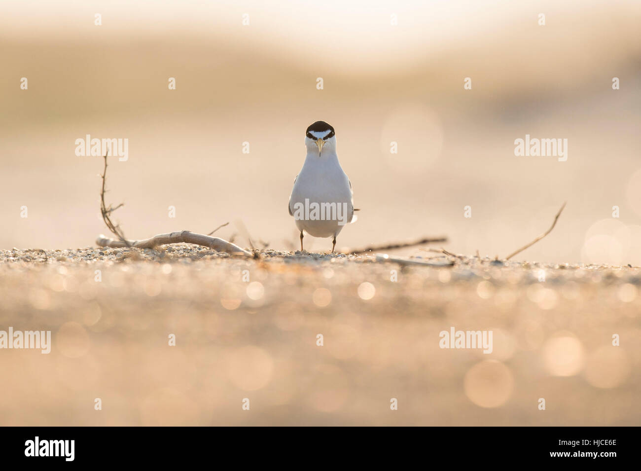 Early morning sun stands hi-res stock photography and images - Alamy