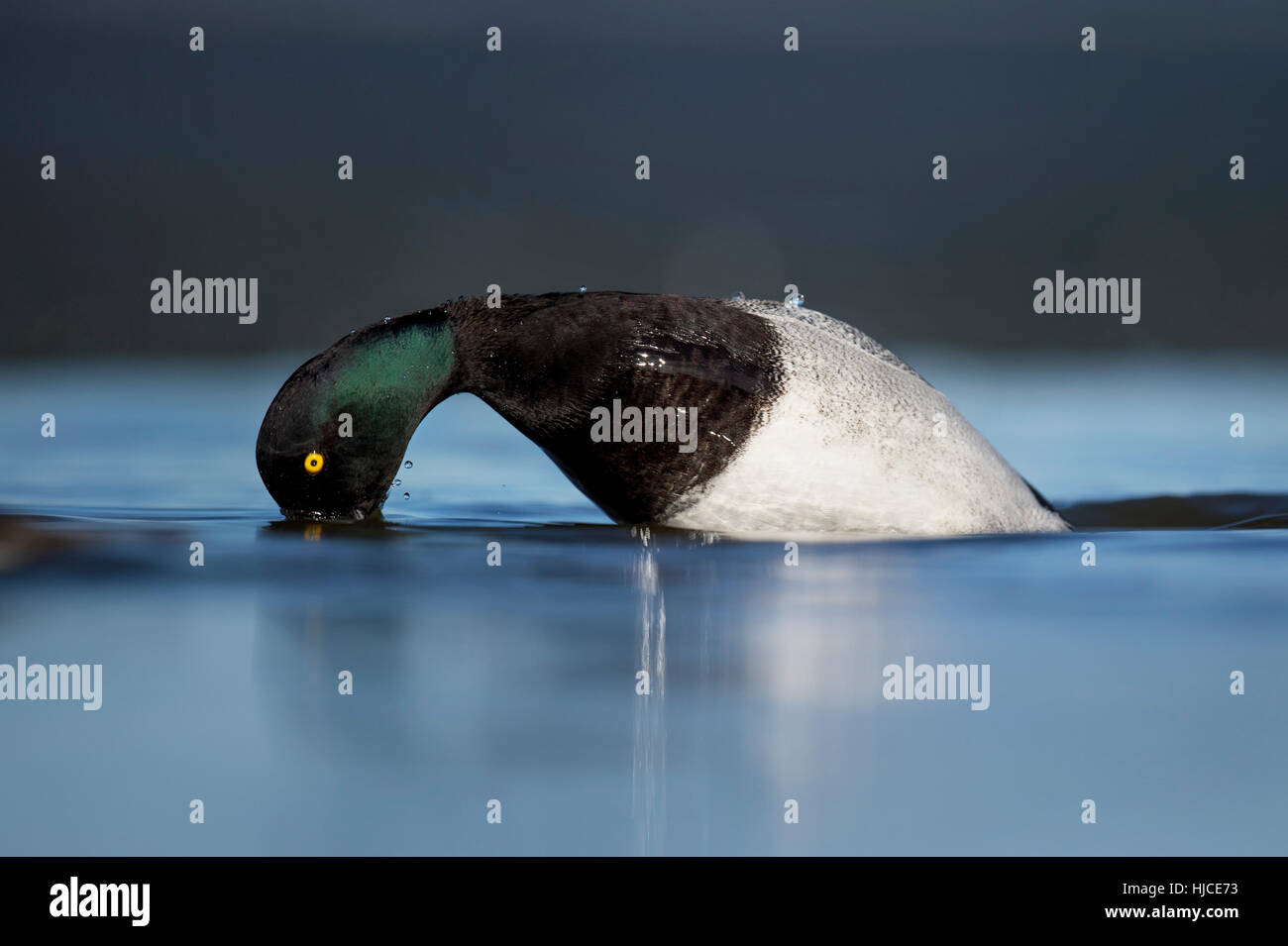 A male Lesser Scaup prepares for a dive in search of food beneath a ...