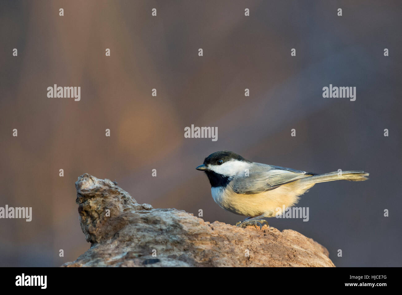 A black and white Carolina Chickadee perches on a dead log in the ...