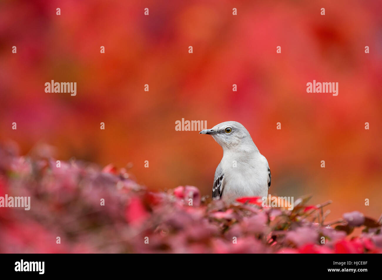 A Northern Mockingbird's gray drab color stands out against a brightly ...