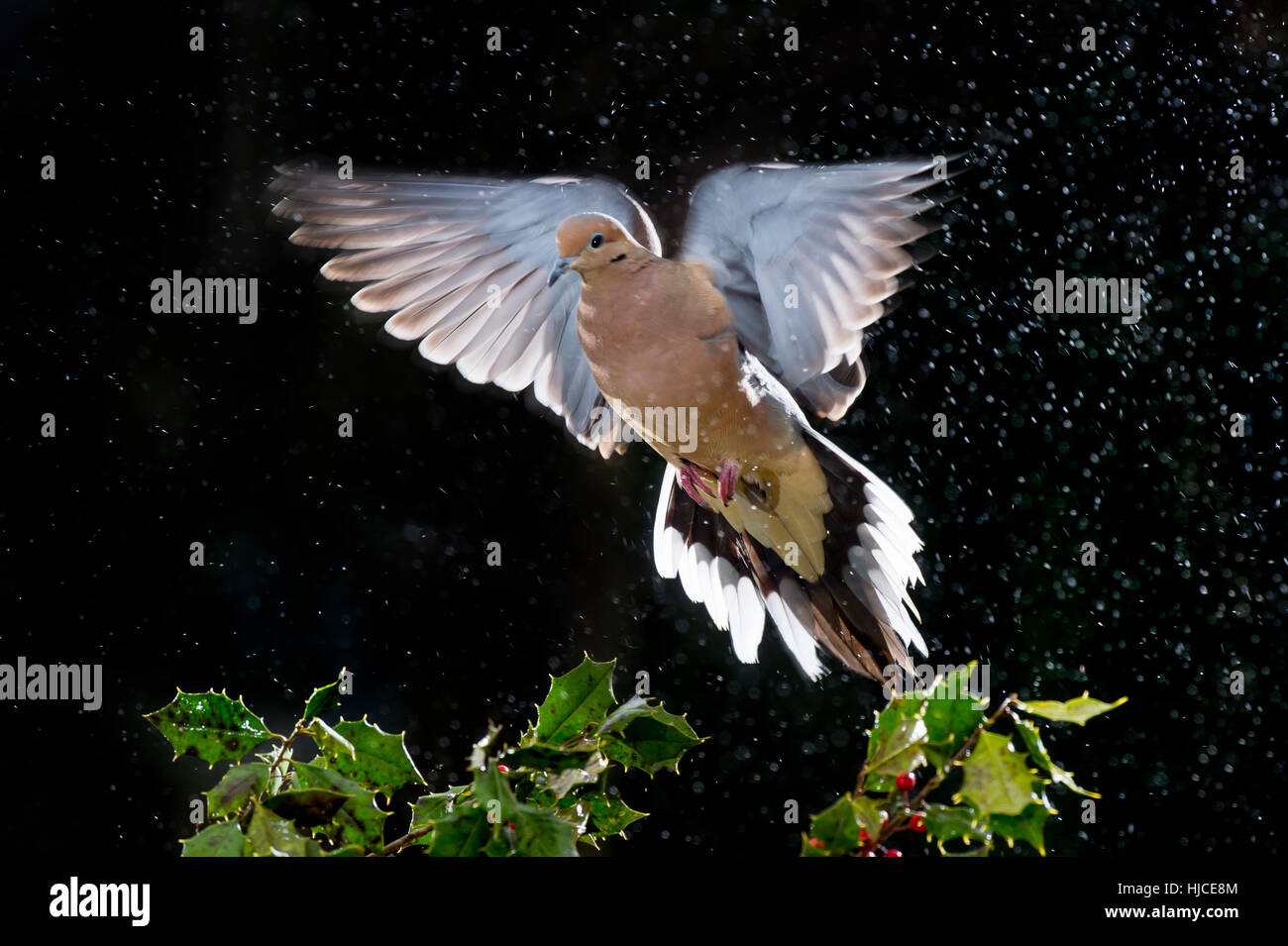 Mourning dove flying hi-res stock photography and images - Alamy