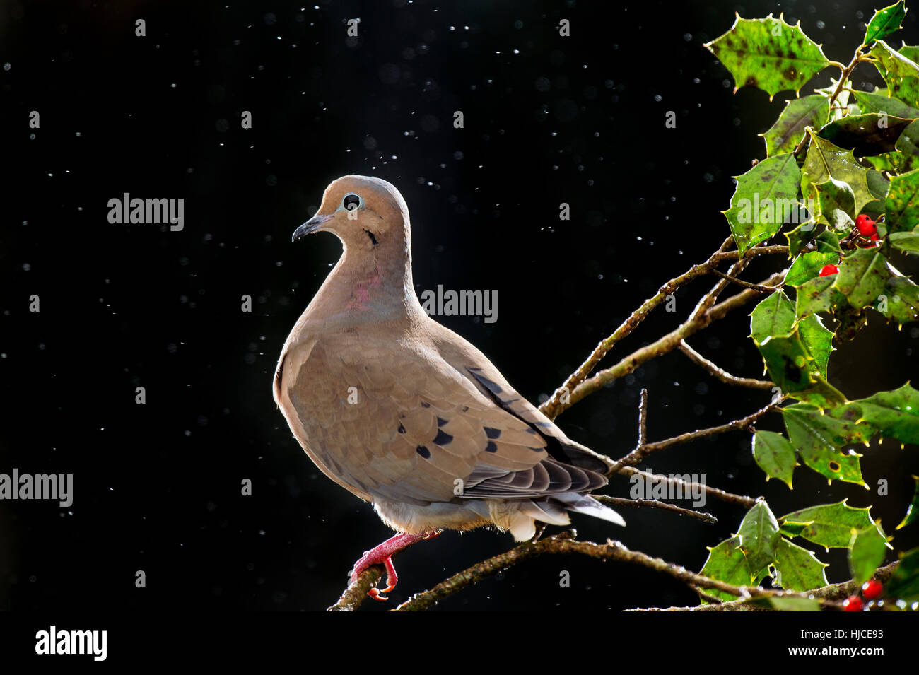 Mourning dove in holly hi-res stock photography and images - Alamy