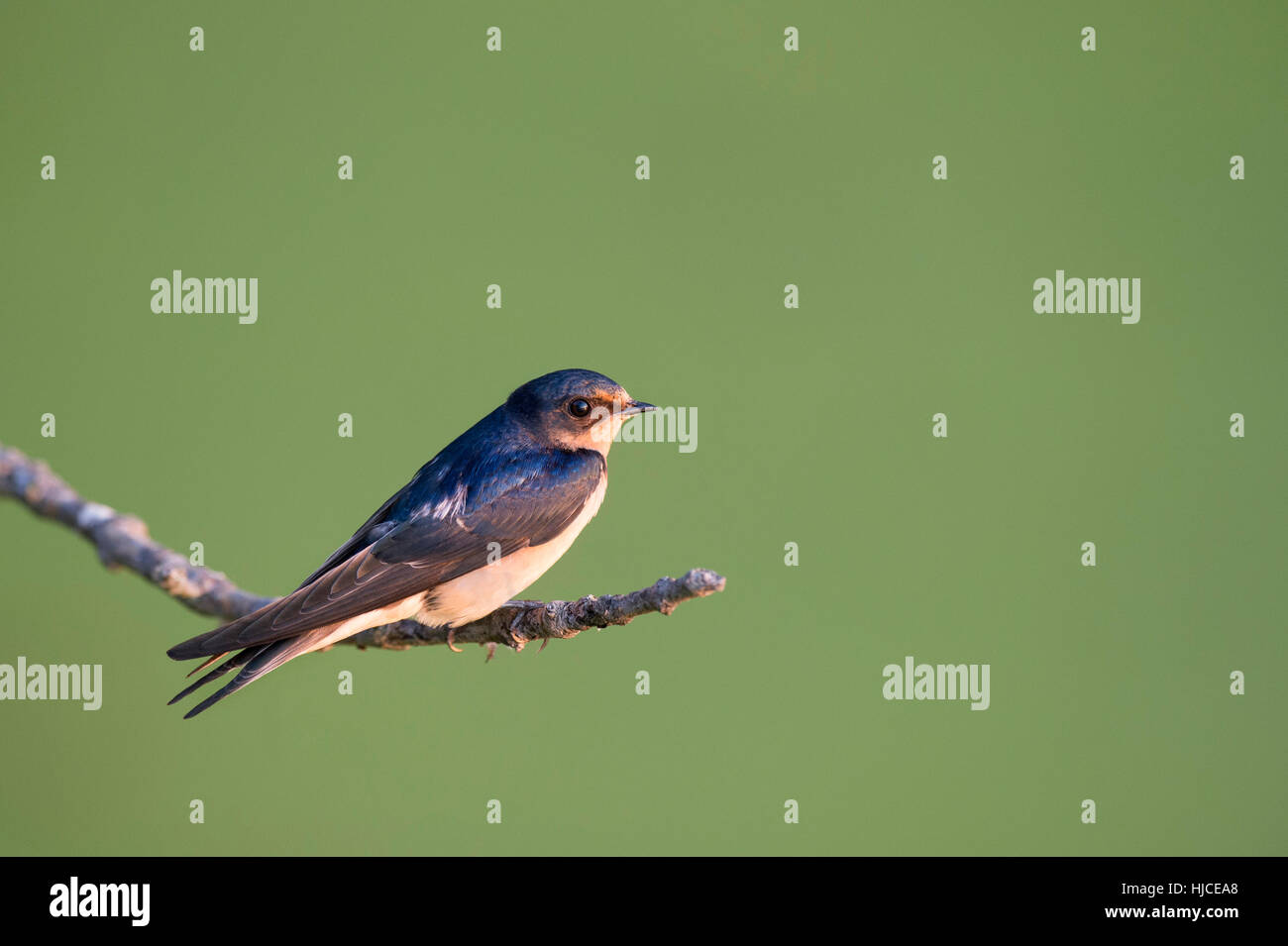 A Barn Swallow is perched on a small branch as the soft morning sun ...