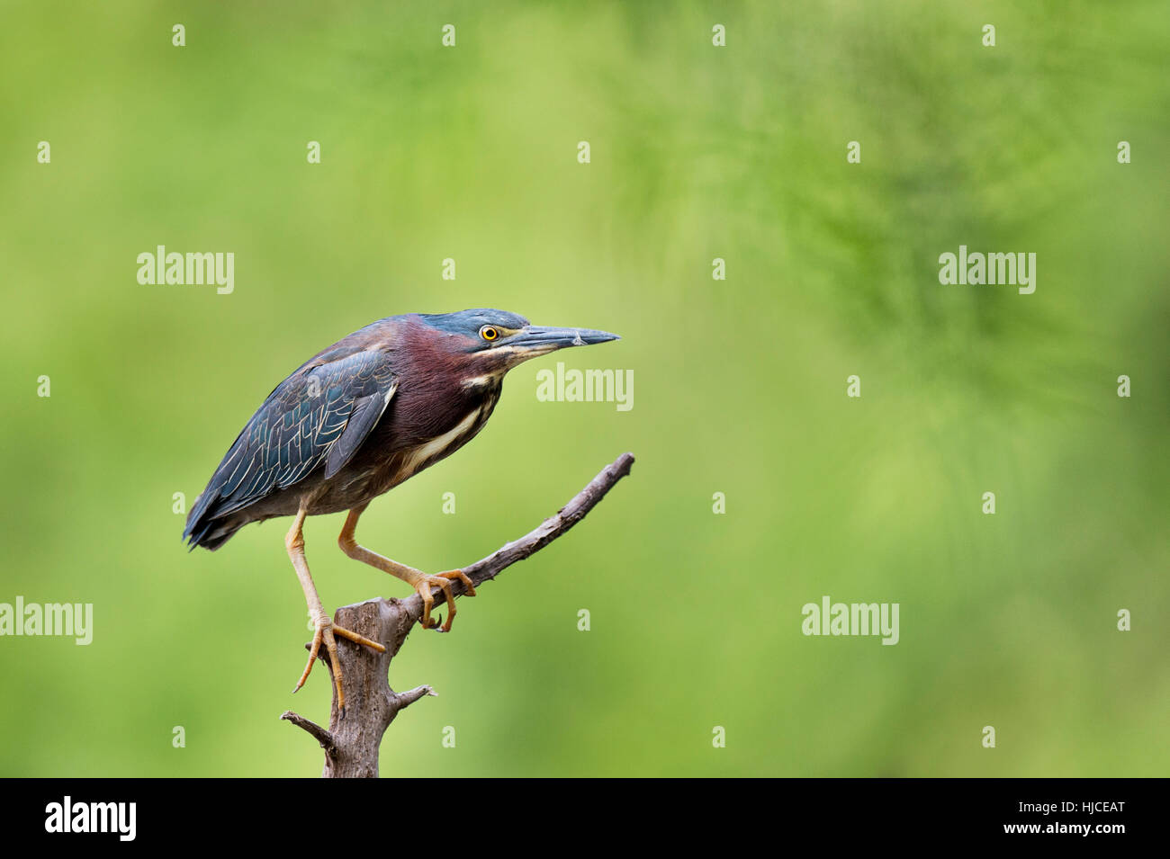 A Green Heron perches on a dead tree in front of a bright green ...