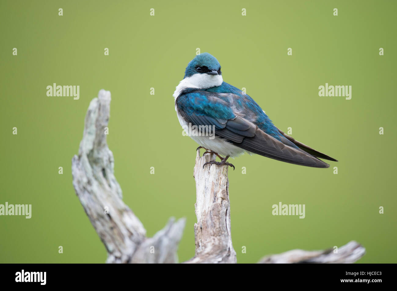 Iridescent adult tree swallow hi-res stock photography and images - Alamy