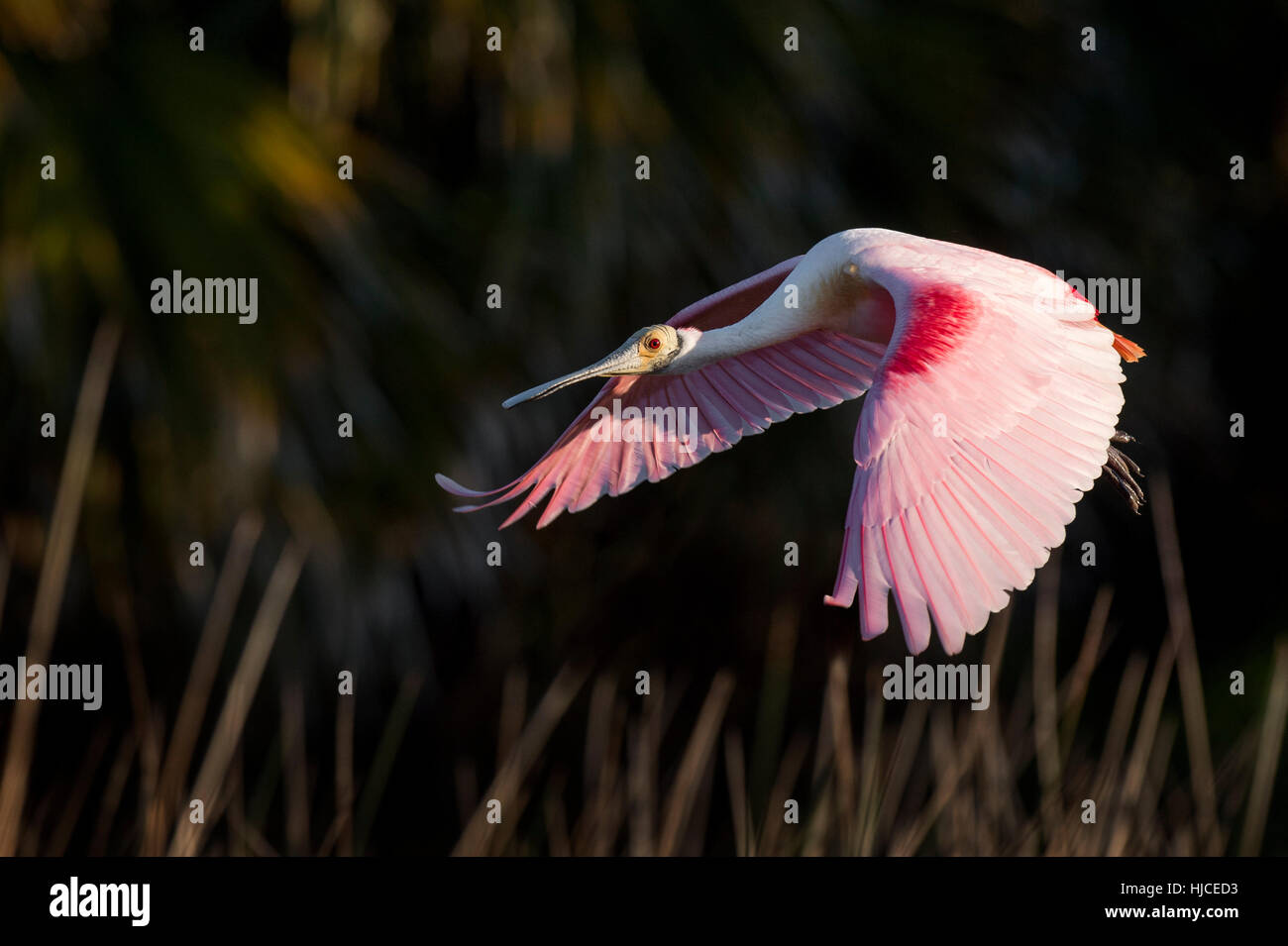 A Roseate Spoonbill flies in front of a dark background as the early ...