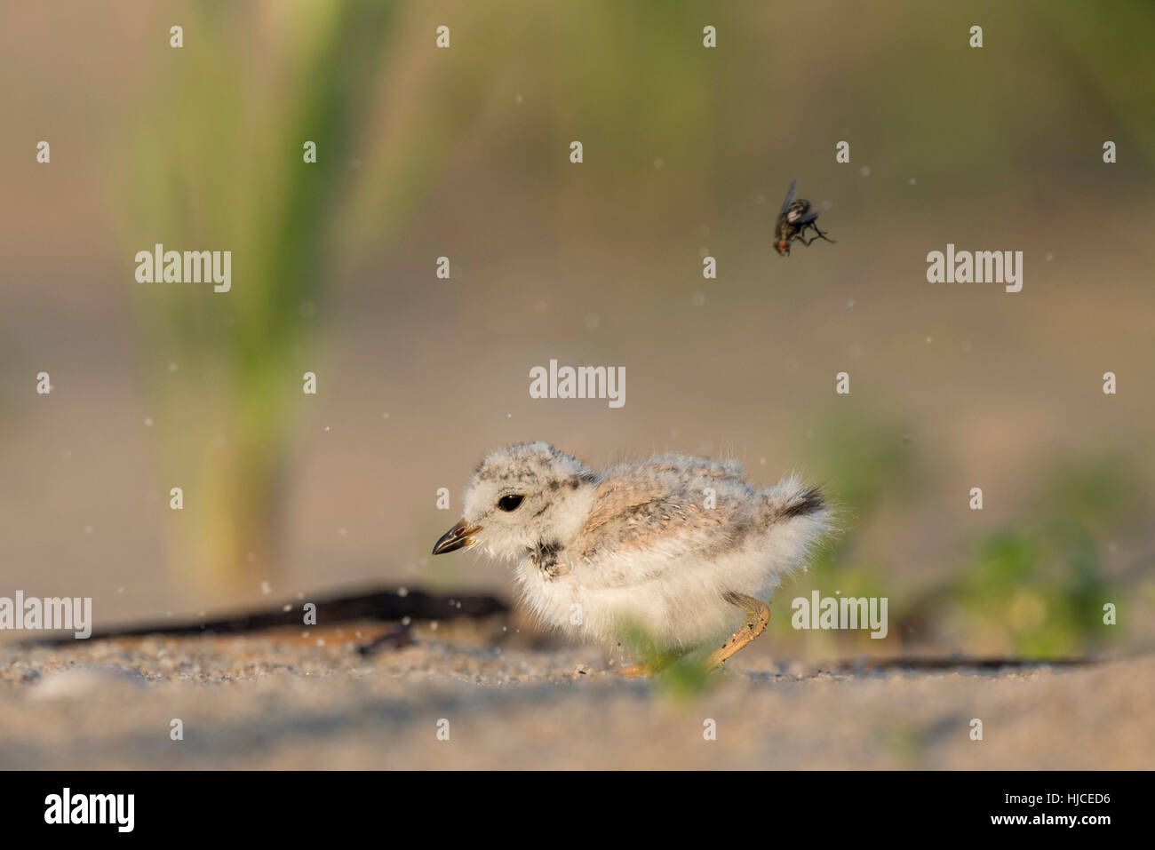 Piping plover fly hi-res stock photography and images - Alamy