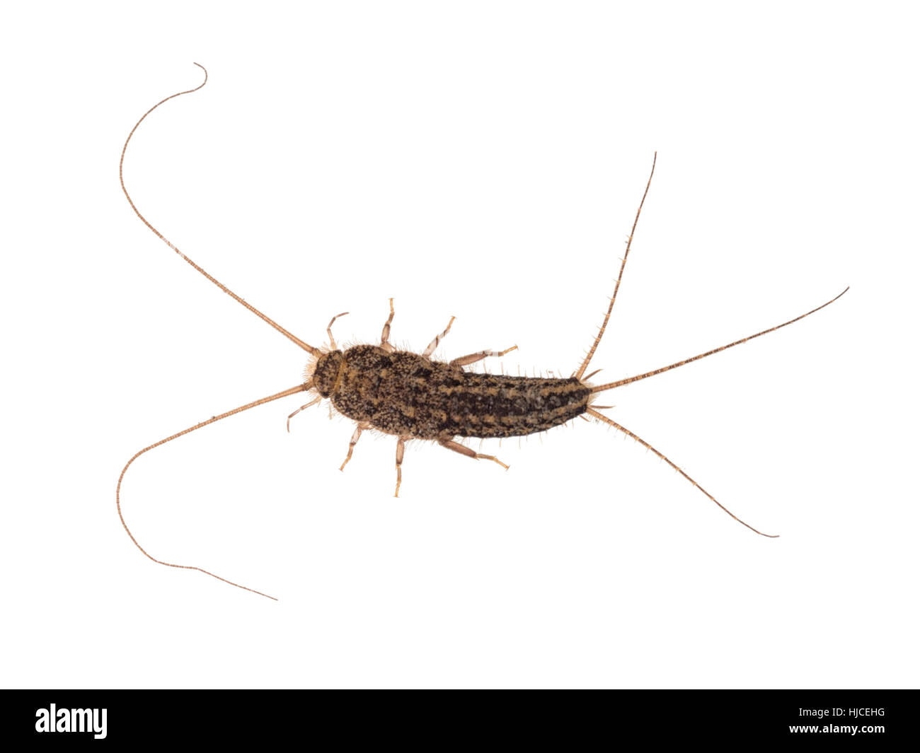 Ctenolepisma lineata hi-res stock photography and images - Alamy