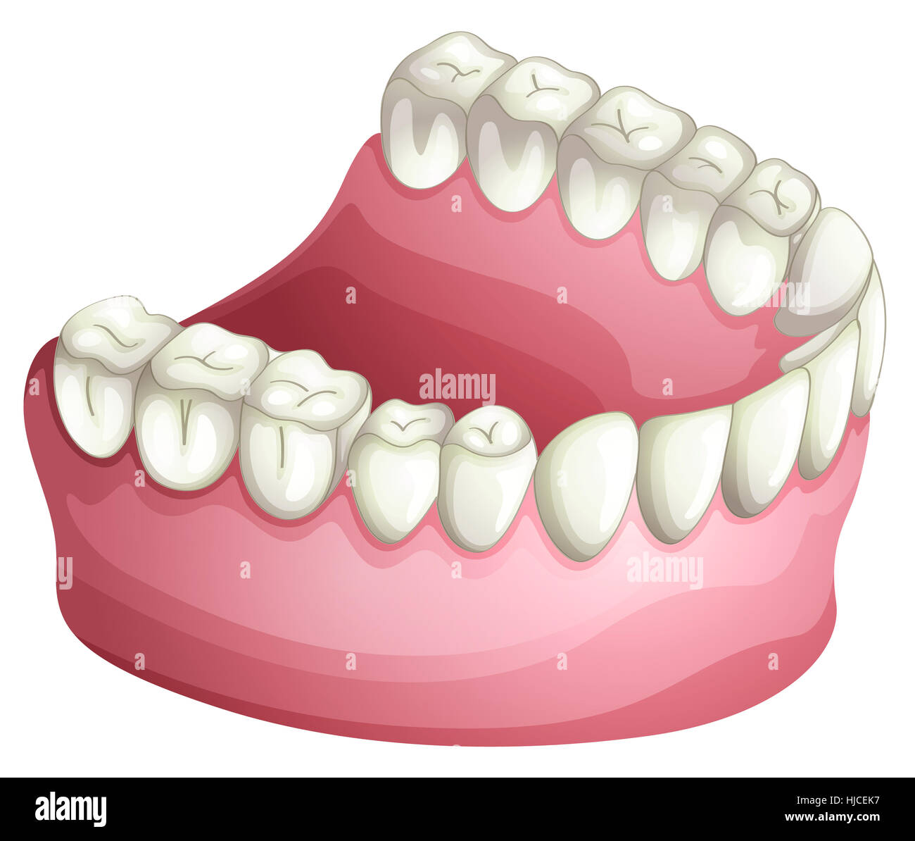 Maxillary arch hi-res stock photography and images - Alamy