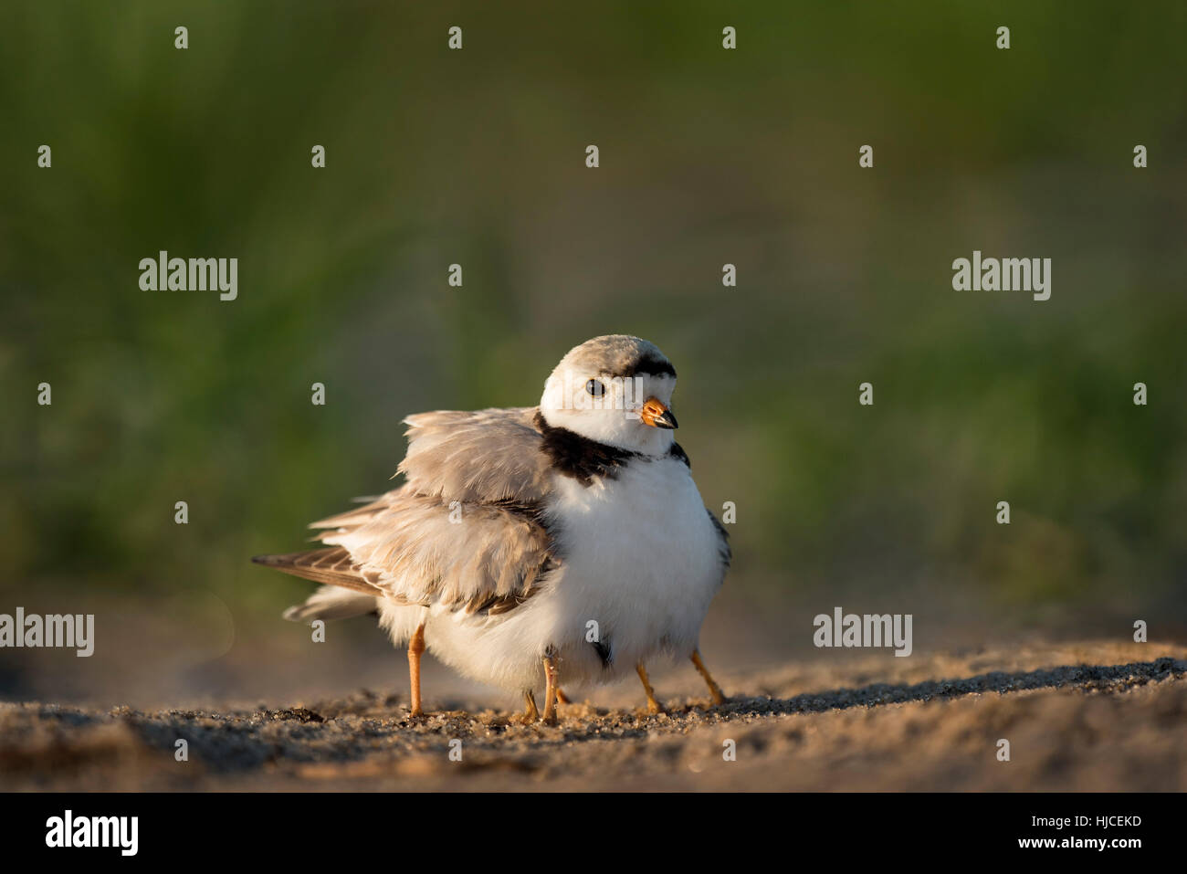 An adult endangered Piping Plover protects two of her chicks by hiding ...