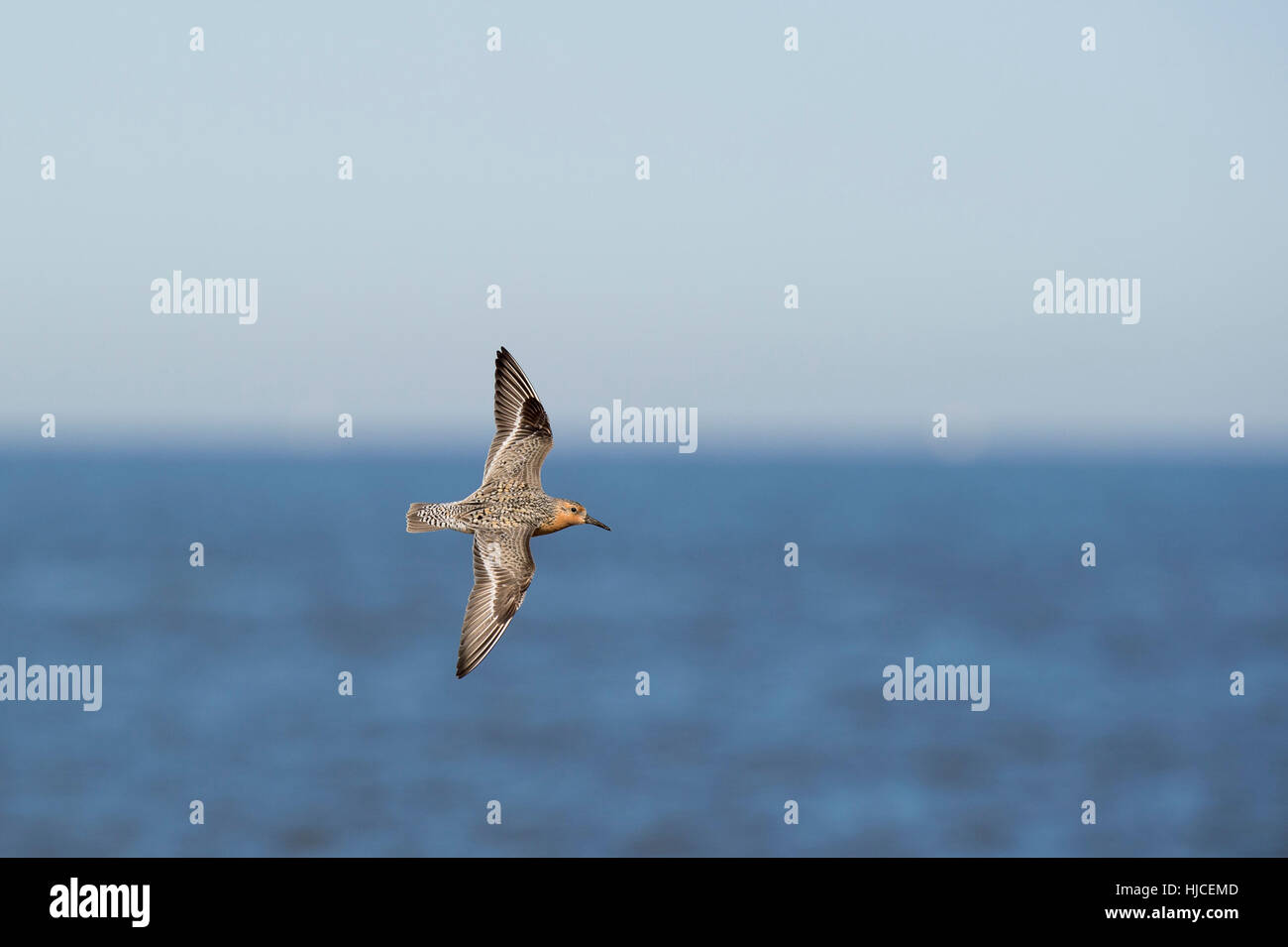 Red knot and bird hi-res stock photography and images - Alamy
