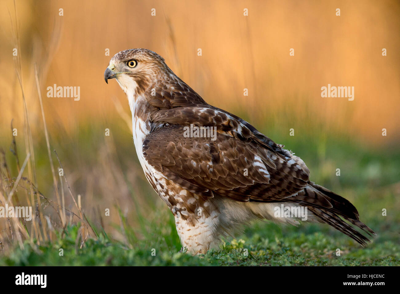 A Red-tailed Hawk sits on the ground while it searches for food in the ...