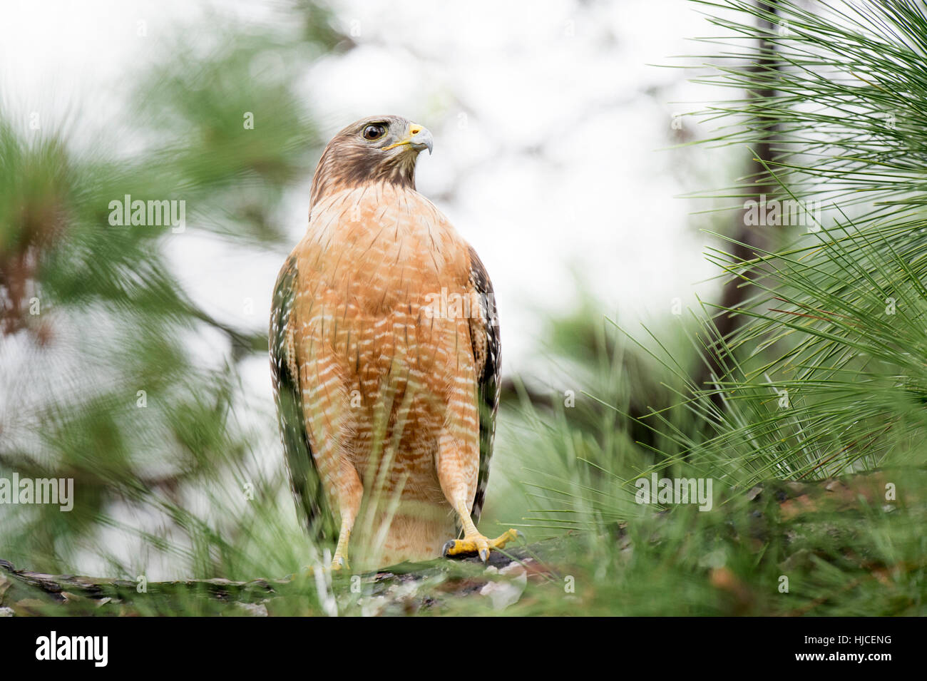 A Red-shouldered Hawk sits perched in a pine tree with its orange chest ...