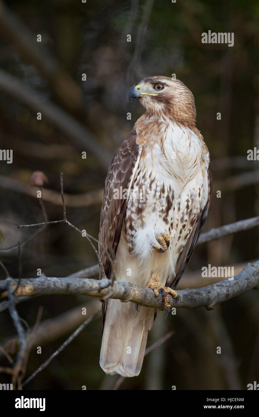 A Red-tailed Hawk sits on a branch with one foot raised in very soft ...