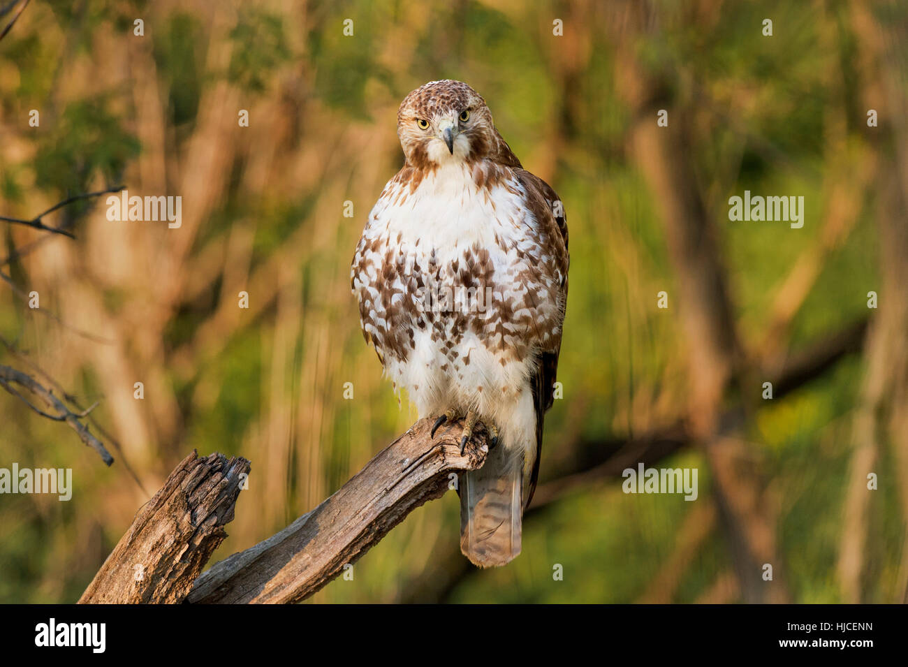 A Red-tailed Hawk stares right at the camera as it is perched on an old ...