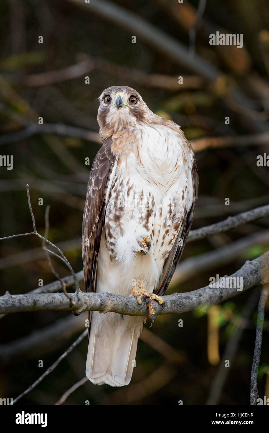 A Red-tailed Hawk sits on a branch with one foot raised in while ...