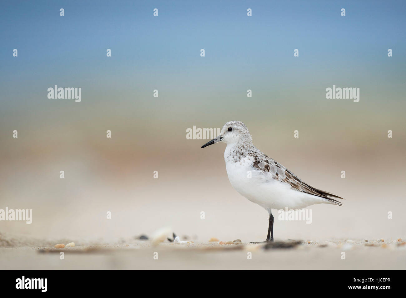 A Sanderling stands tall on a sandy beach on an overcast morning with a ...