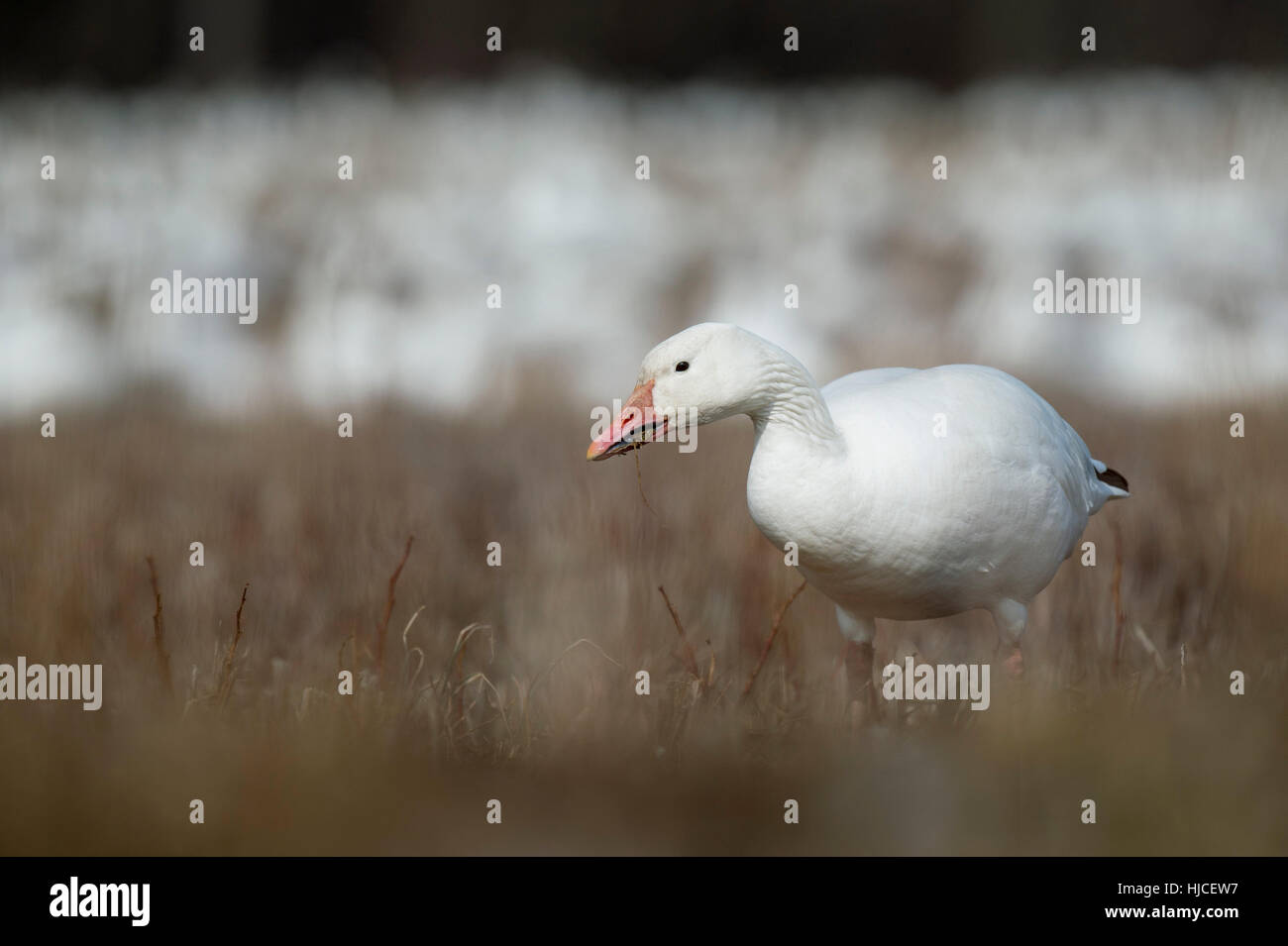A single Snow Goose stands in a field looking for food with a large ...