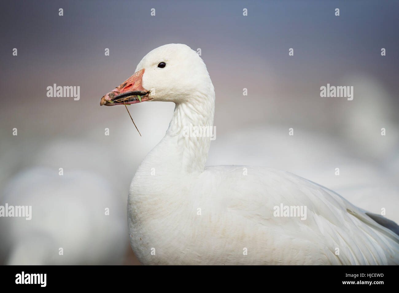 A close up portrait of a Snow Goose in a field of thousands of other ...