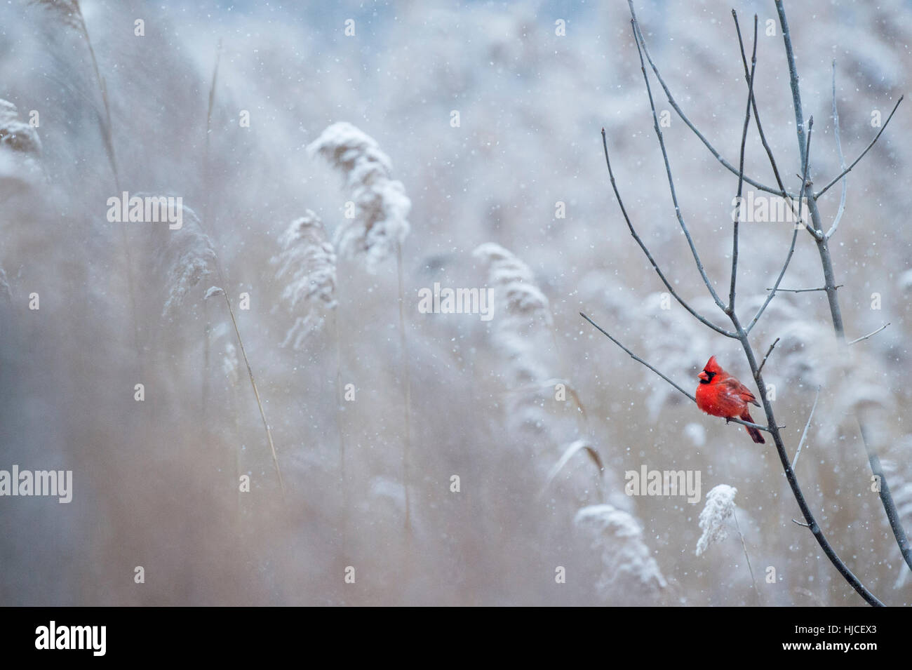 A male Northern Cardinal perches on a branch on a cold snowy day in ...