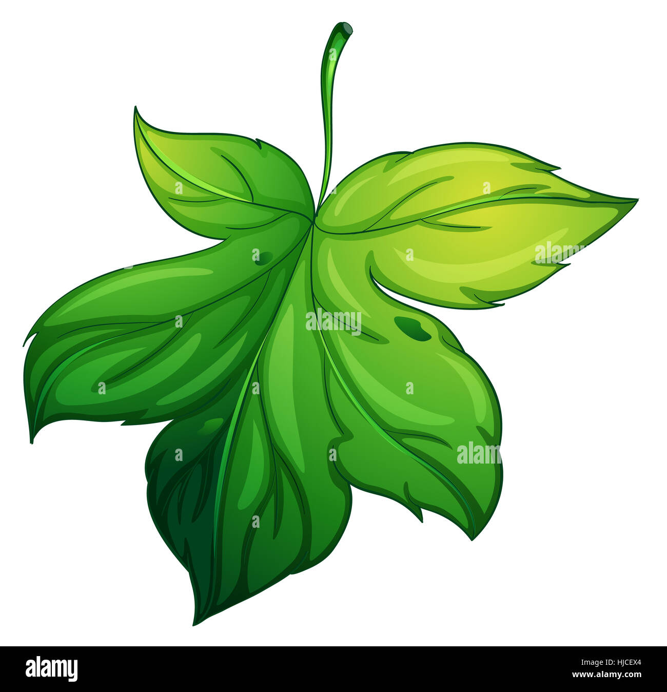 leaf, object, single, environment, enviroment, isolated, closeup ...
