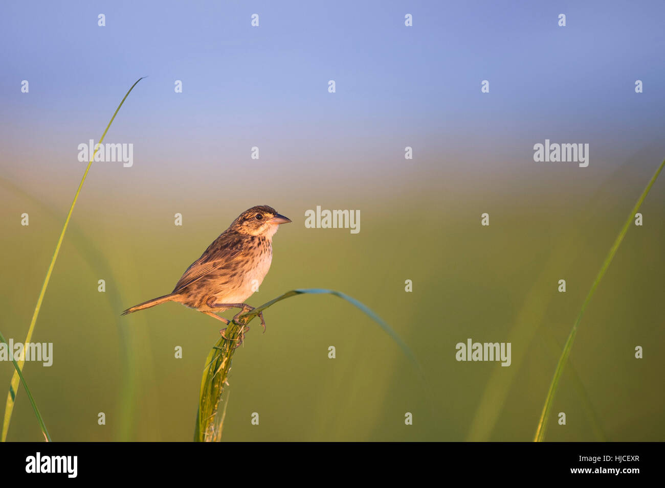 Rising bird hi-res stock photography and images - Alamy