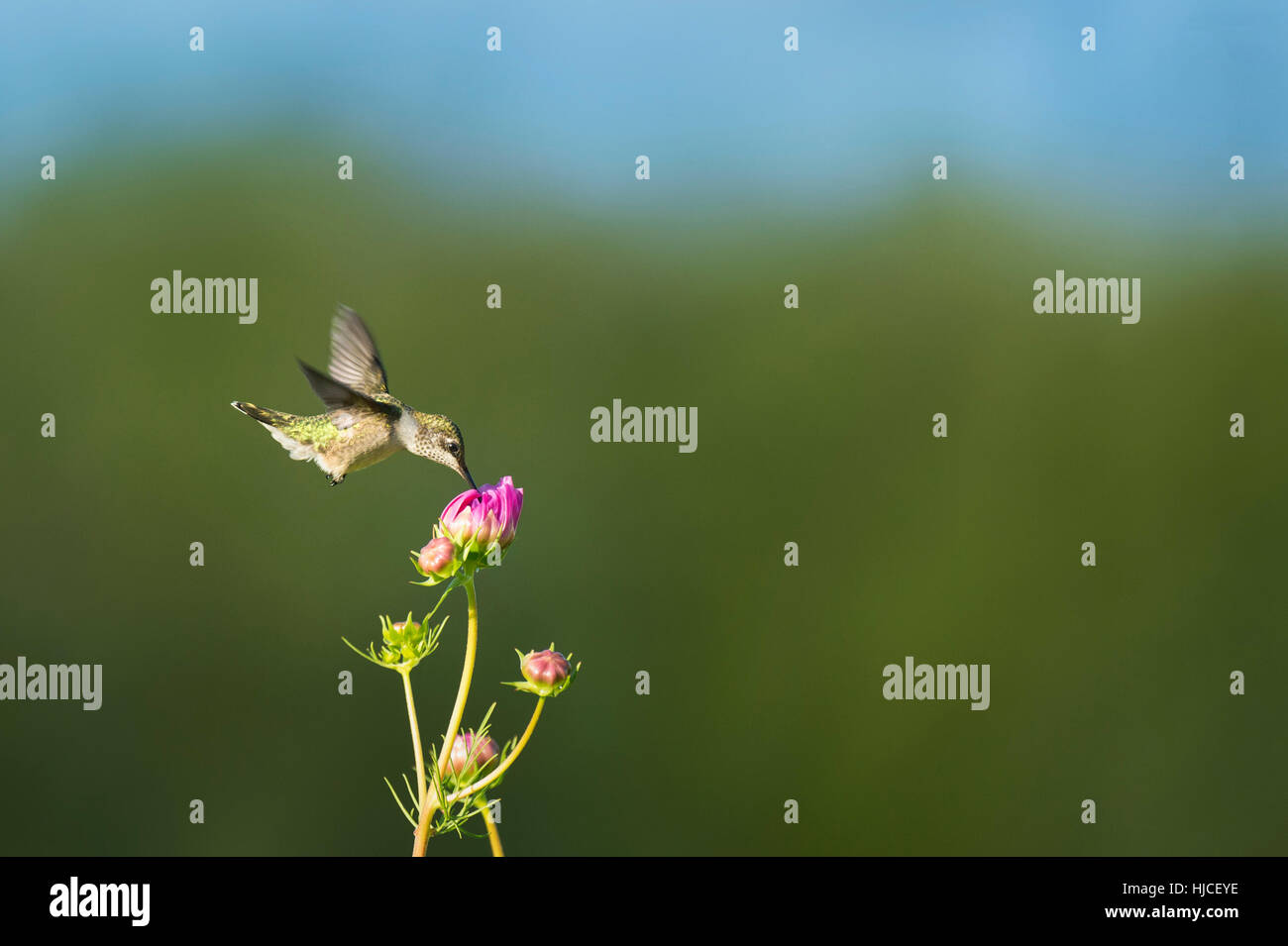 Female blue throated hummingbird hi-res stock photography and images ...