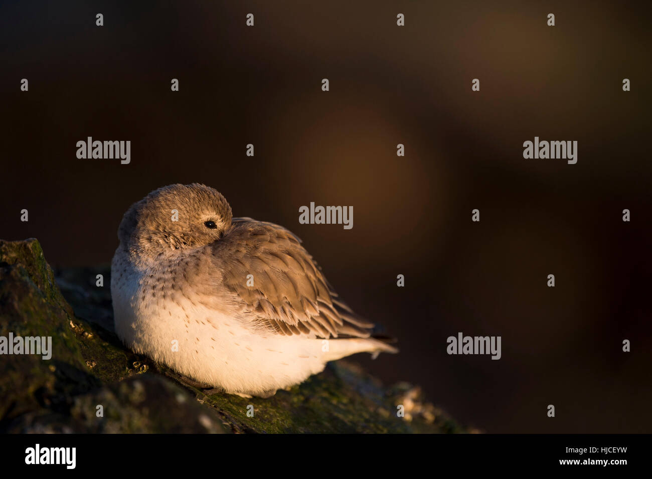 A single Dunlin sits on a jetty rock with its beak tucked into its back ...