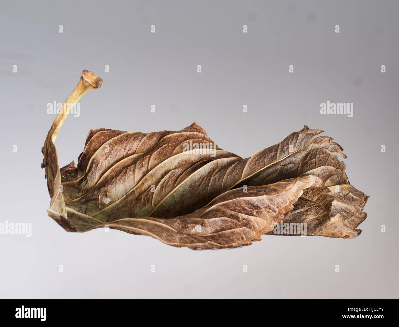 Curled leaf hi-res stock photography and images - Alamy