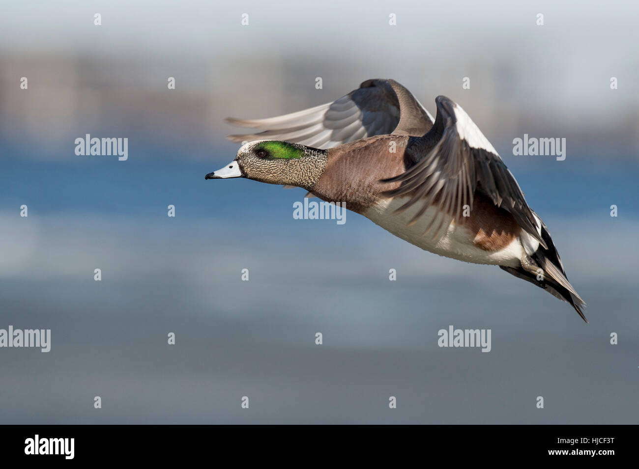American Wigeon In Flight