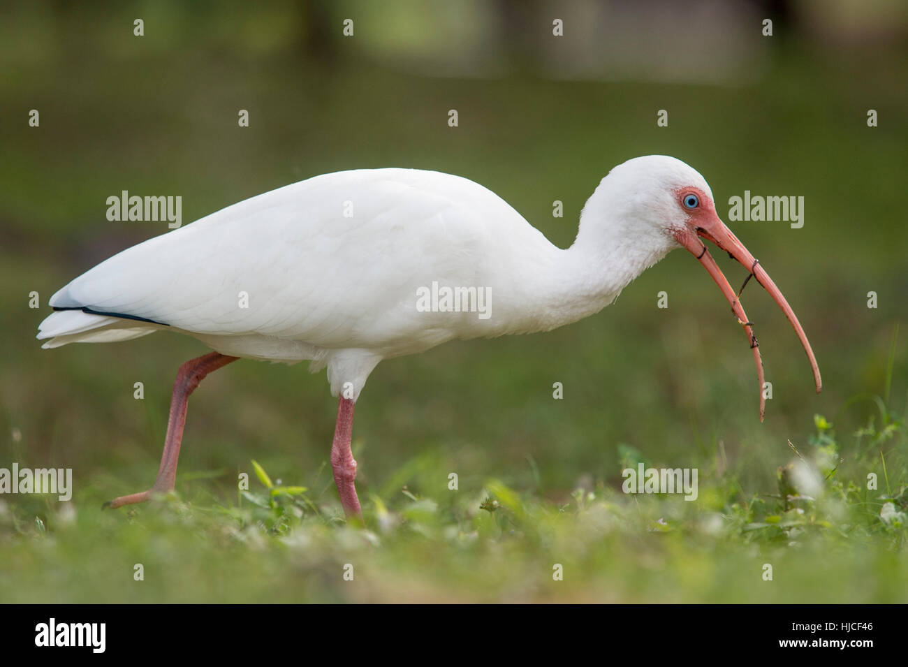 Wrapped Ibis High Resolution Stock Photography and Images - Alamy