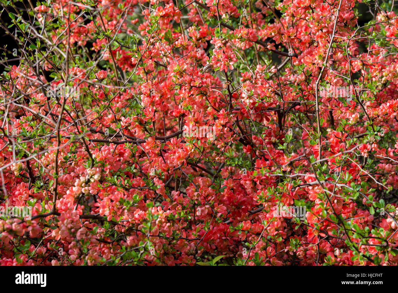 Blooming flowers wonderful texture Stock Photo - Alamy
