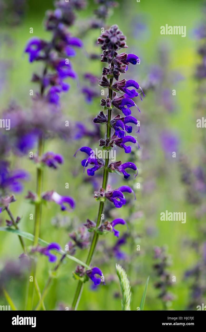 Early summer flowers on hi-res stock photography and images - Alamy