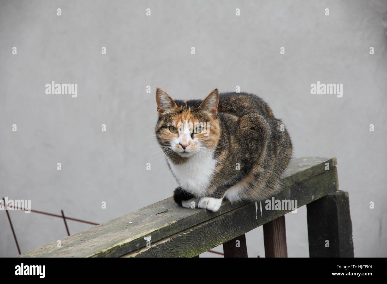 I see you Stock Photo - Alamy