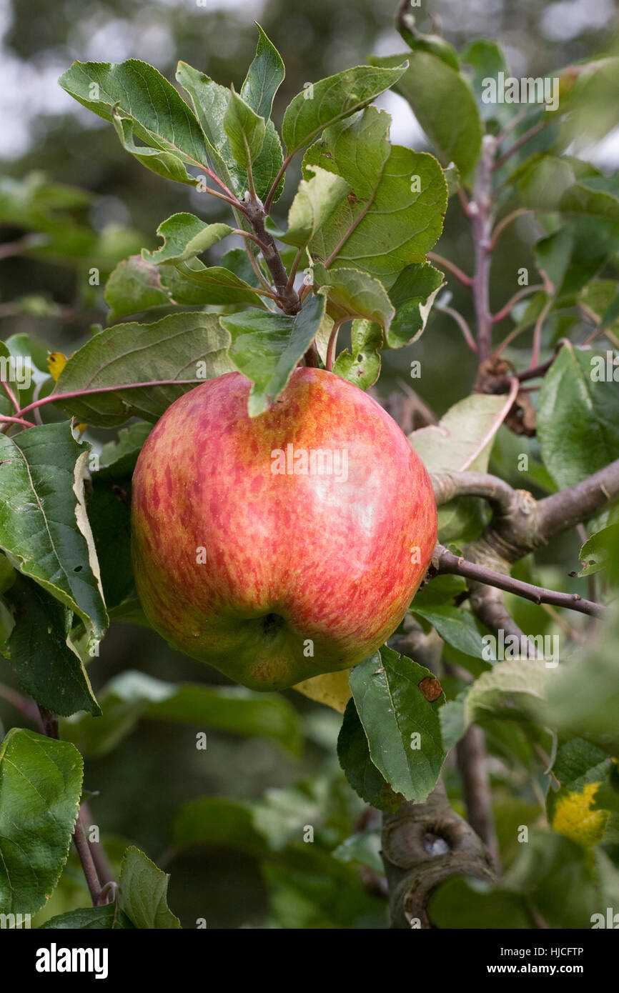 Cooking apple tree hi-res stock photography and images - Alamy