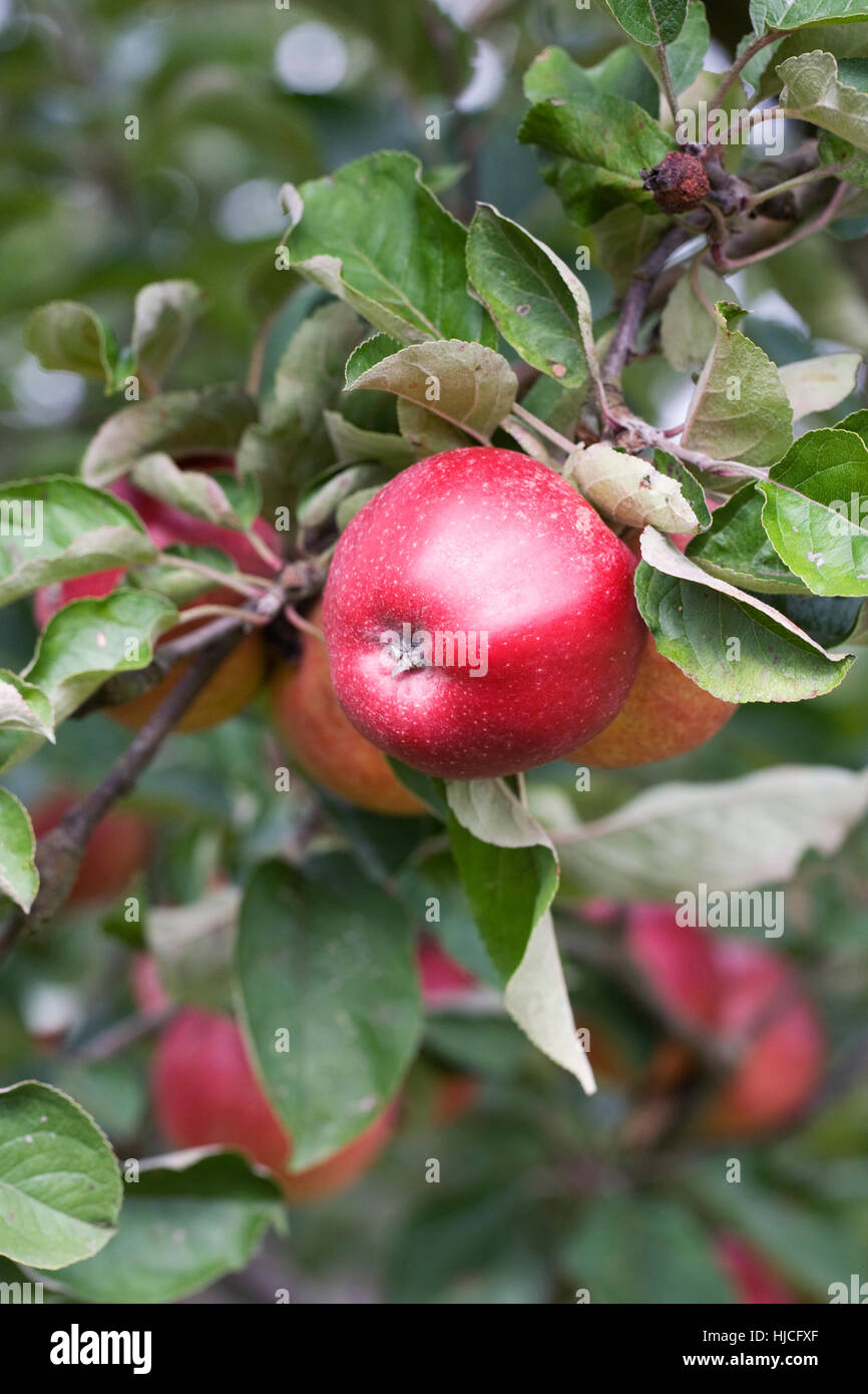 Malus domestica 'William Crump'. Apple on a tree Stock Photo - Alamy