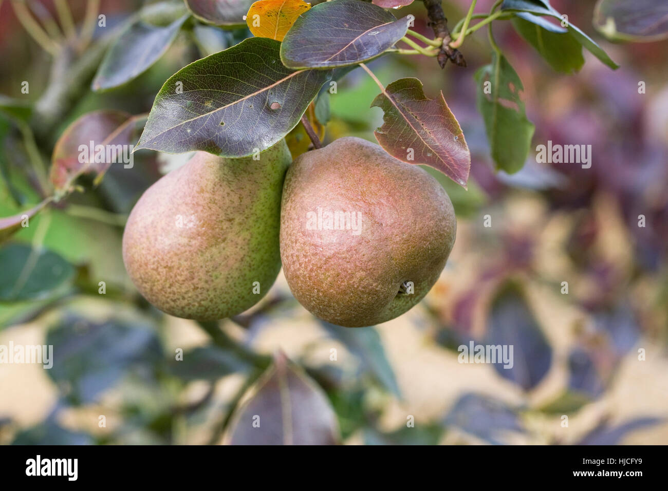 Pear shaped leaves hi-res stock photography and images - Alamy