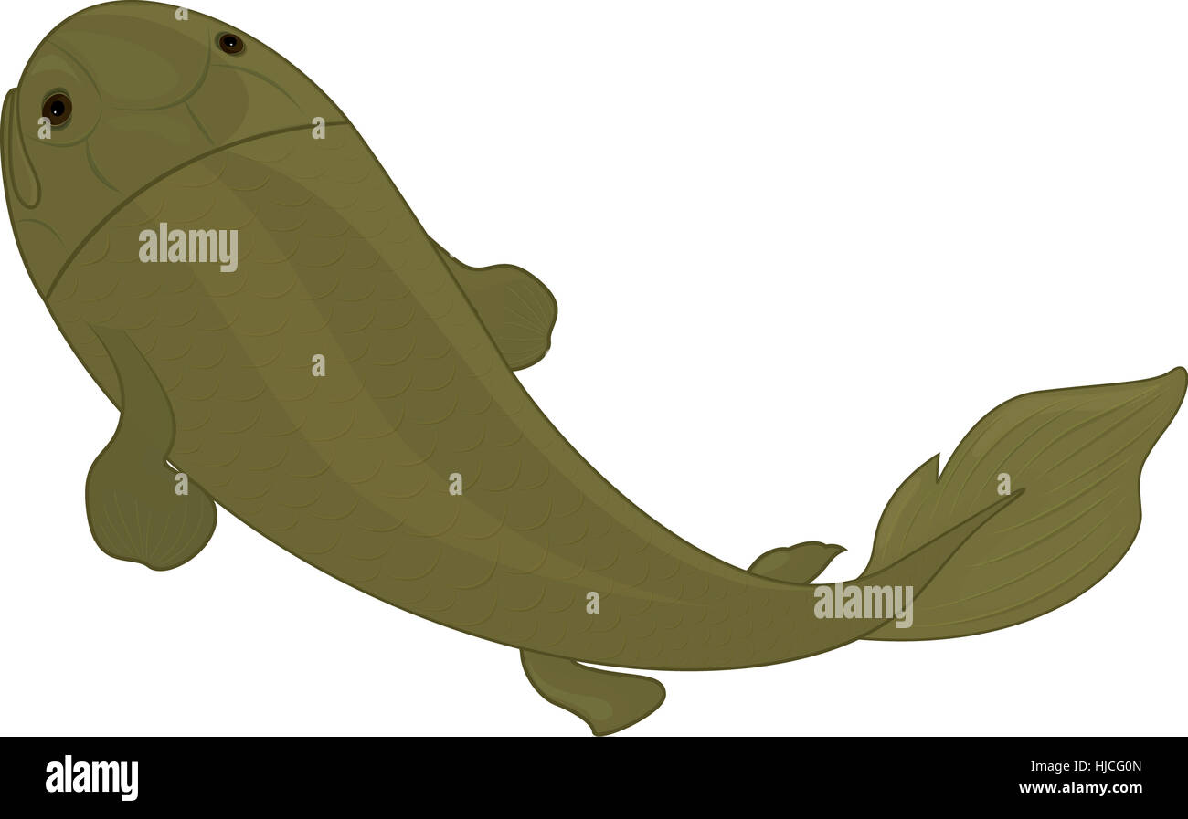 object, isolated, graphic, animal, fish, date, time, time indication ...