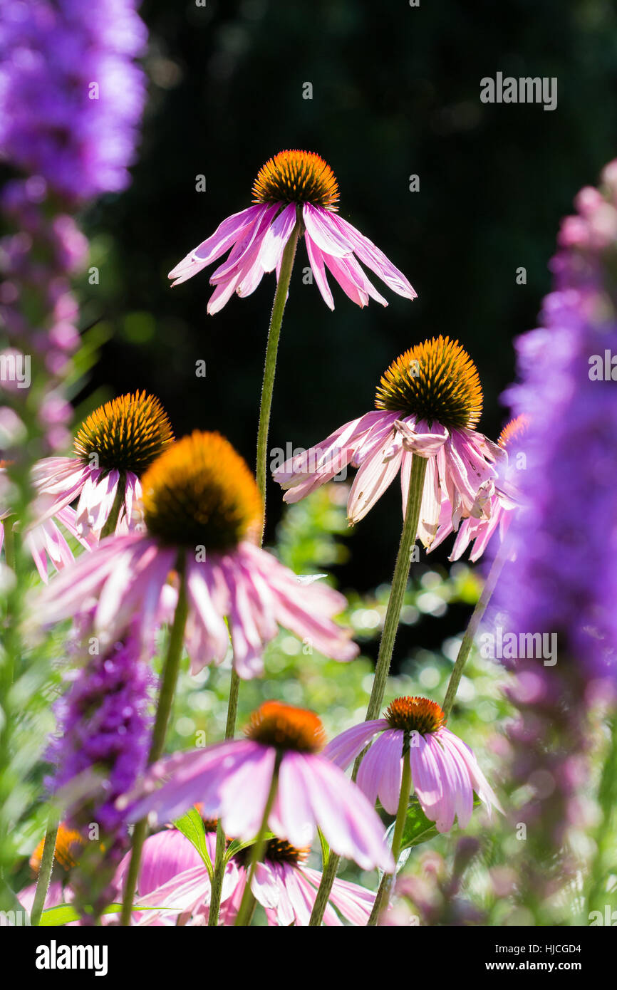 Colorful summer picture with flowers Stock Photo - Alamy