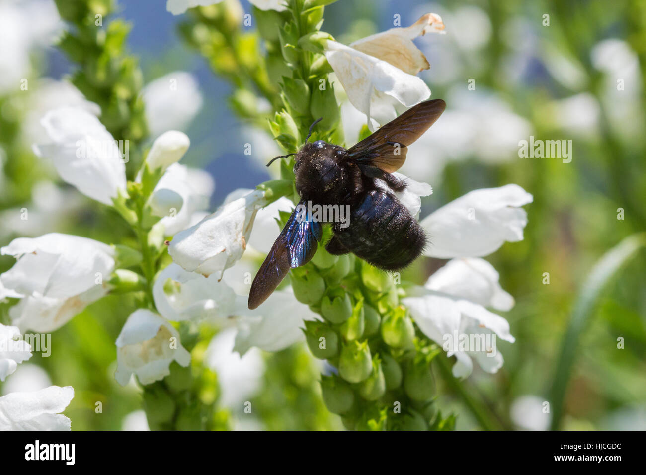 Big black carpenter bee Stock Photo - Alamy